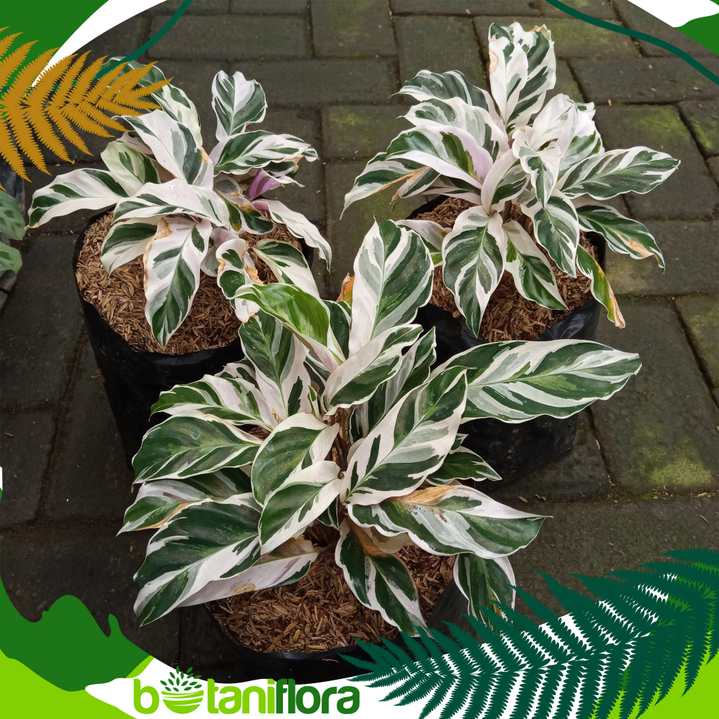 Jual Tanaman Hias Calathea White Fusion | Calathea Tissue | Tanaman ... Jual Tanaman Hias Calathea White Fusion | Calathea Tissue | Tanaman ...