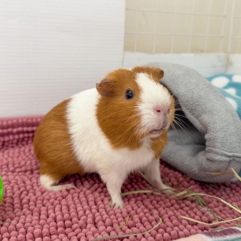 Jual Marmut American - Marmut Rambut Lurus - Guinea Pig American ...