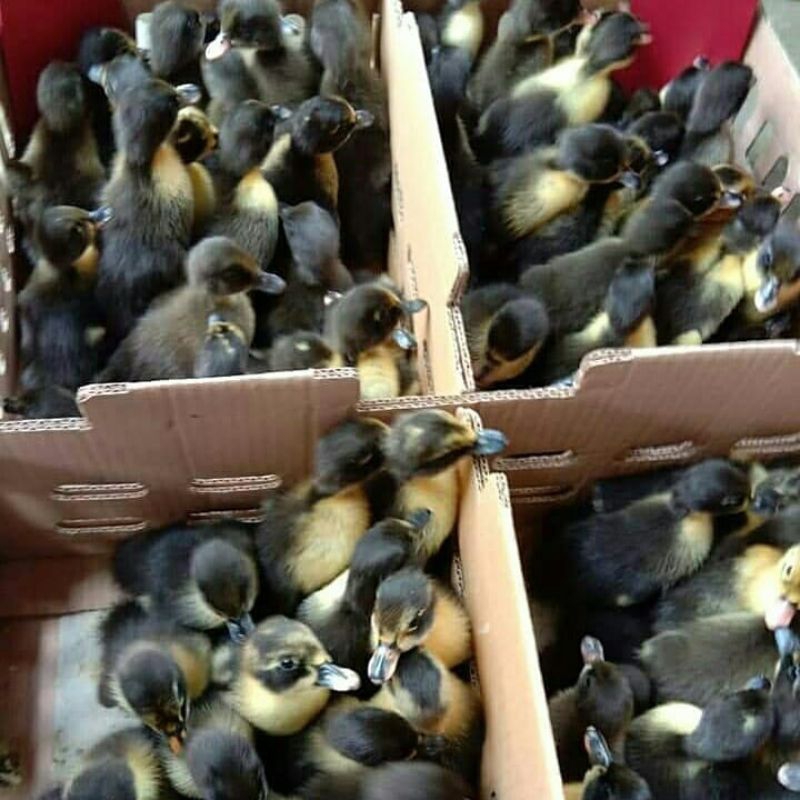 Jual ANAK BEBEK HIBRIDA 1 BOX ISI 102 EKOR - DOD BIBIT BEBEK HIBRIDA ...