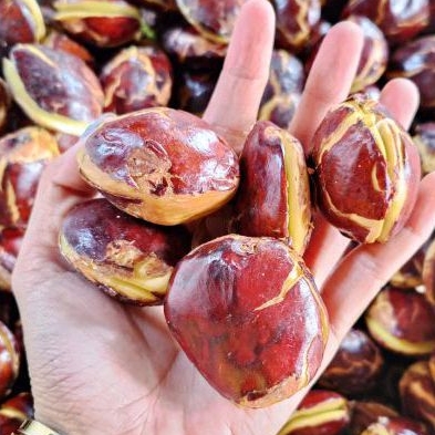 Jual sepi tua 1kg | Shopee Indonesia