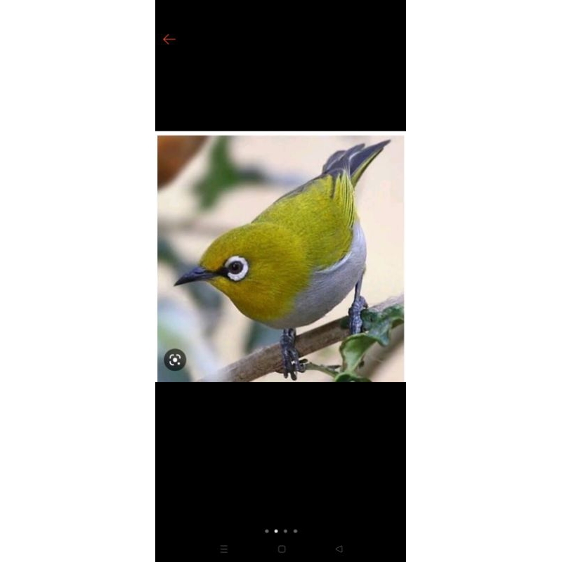 Jual burung ple ci bustomi gunung karang pilihan | Shopee Indonesia