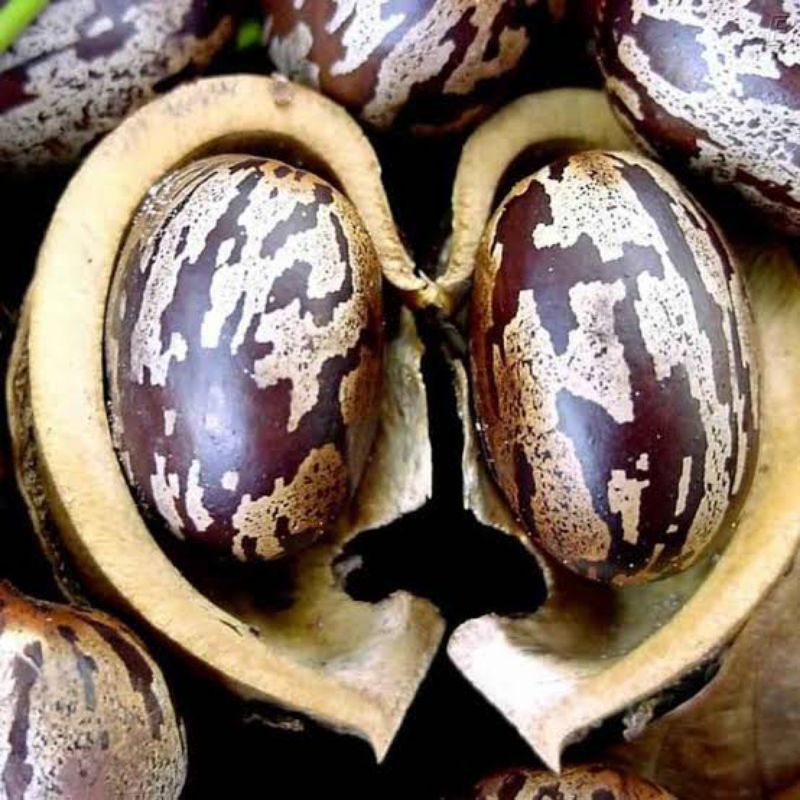 Jual Biji Karet/Biji pohon karet/Biji aduan/Mainan Jadul (10 biji ...