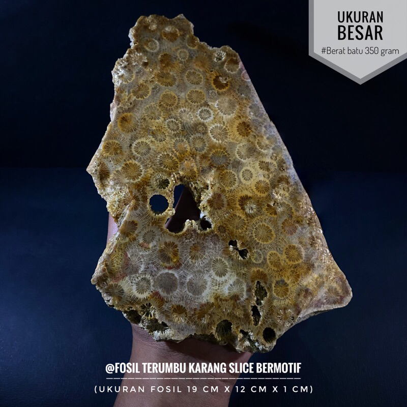 Jual Fosil Terumbu Karang Slice L32 atau Fosil Sarang Tawon atau Batu ...