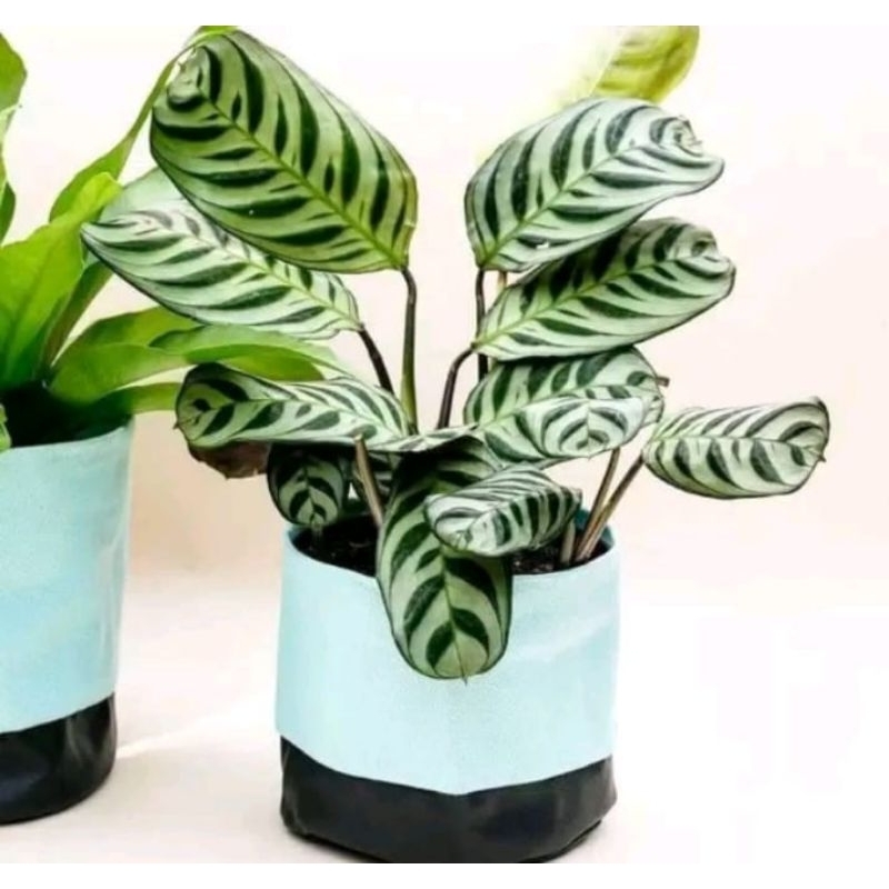 Jual Tanaman Calathea burle Marx - Calathea maranta sepat | Shopee ...