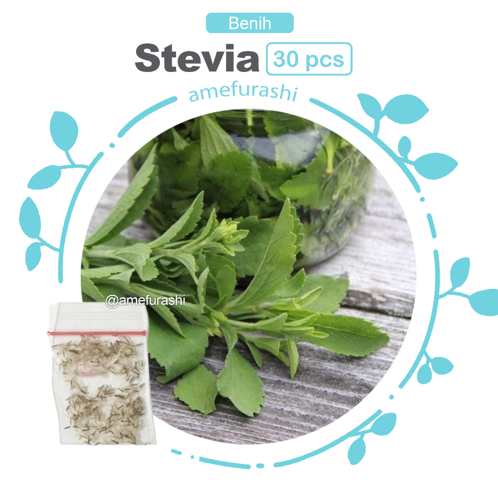 Jual Amefurashi Bibit Seed Stevia Rebaudiana Candyleaf Sugar Leaf Daun ...