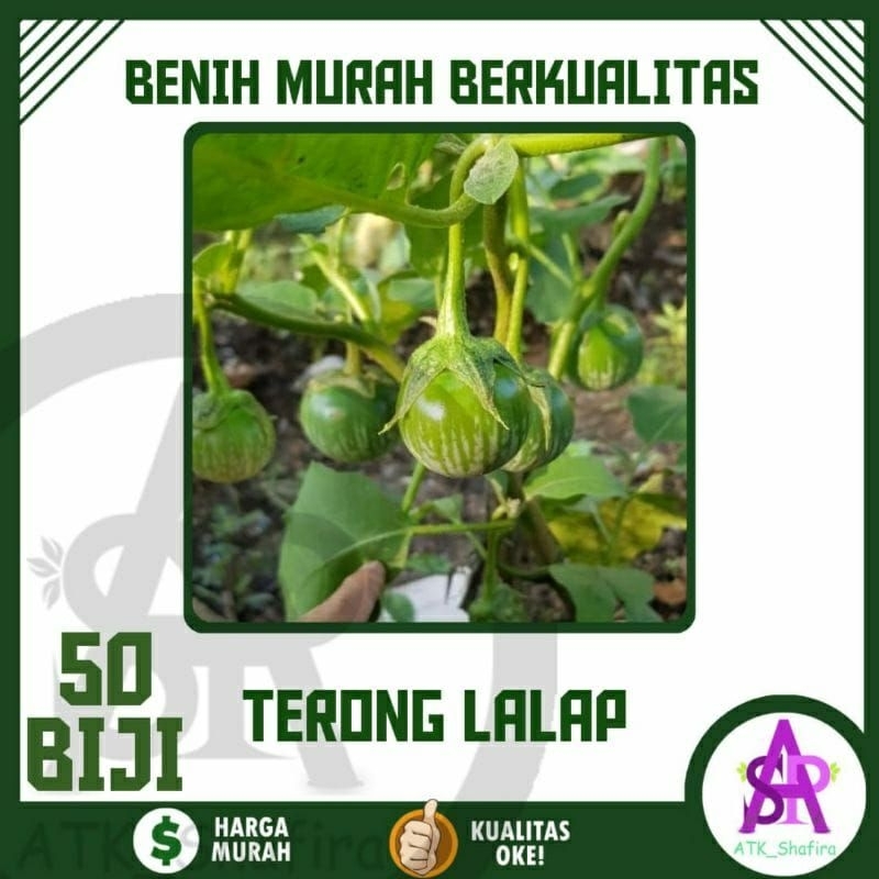 Jual TRIFARM Bibit Benih Terong Lalap Kenari 50 Biji Kemasan Ziplock ...
