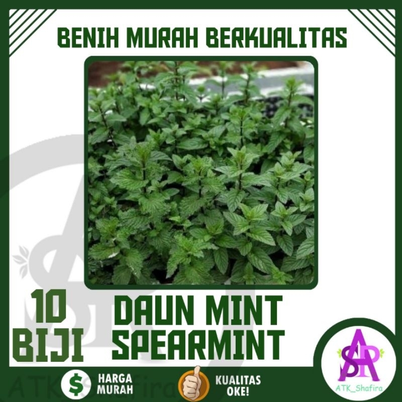 Jual TRIFARM Bibit Benih Daun Mint Spearmint 10 Biji Kemasan Ziplock ...