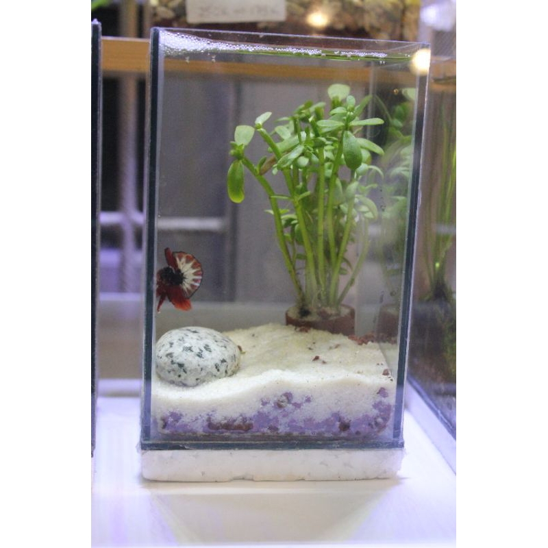 Jual Aquascape mini aquarium cupang paket cocok buat hiasan dan ...