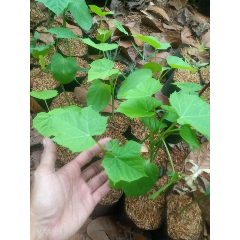 Jual Pohon Jarak Tanaman herbal - bibit pohon jarak | Shopee Indonesia