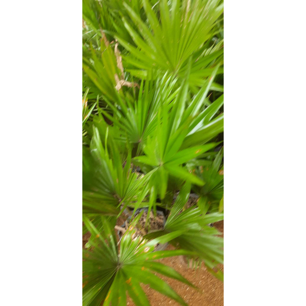 Jual Palem Sadeng ( Livistona rotundifolia ) Palem Sadang Aneka bibit ...
