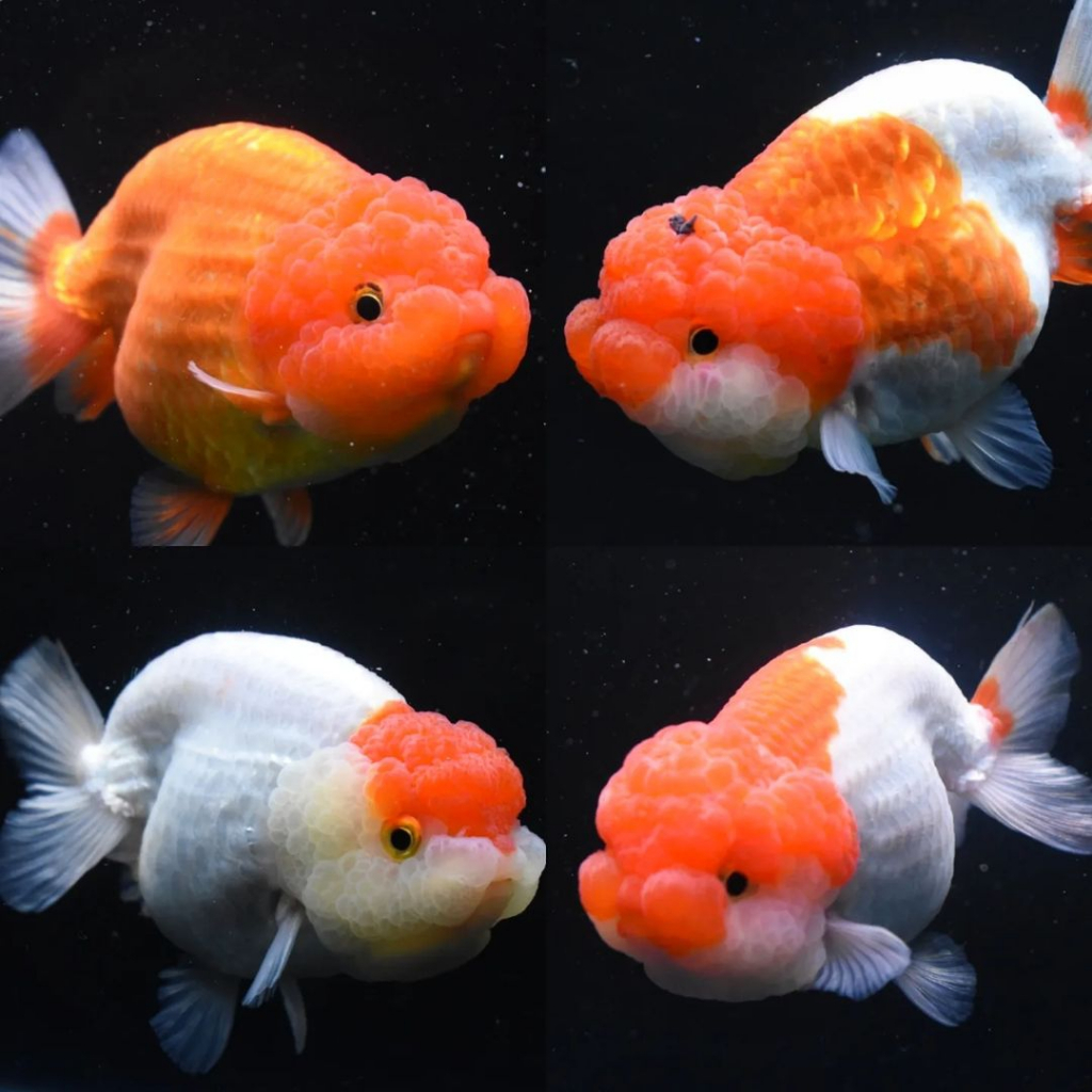 Jual ikan hias mas koki ranchu mix jenis 7 - 9 cm | Shopee Indonesia
