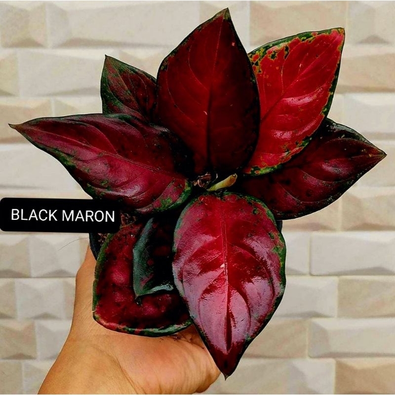 Jual Aglonema Black Maron Merah Pekat Roset/ Aglaonema Black Marroon ...