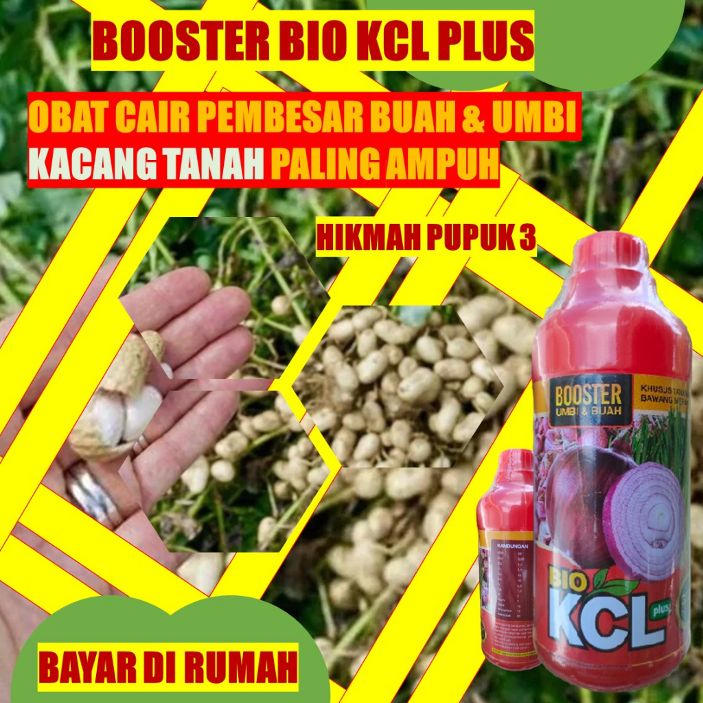 Jual BOOSTER PEMBESAR KACANG TANAH PALING AMPUH - BIO KCL Plus Memperkuat batang tanaman Kacang ...