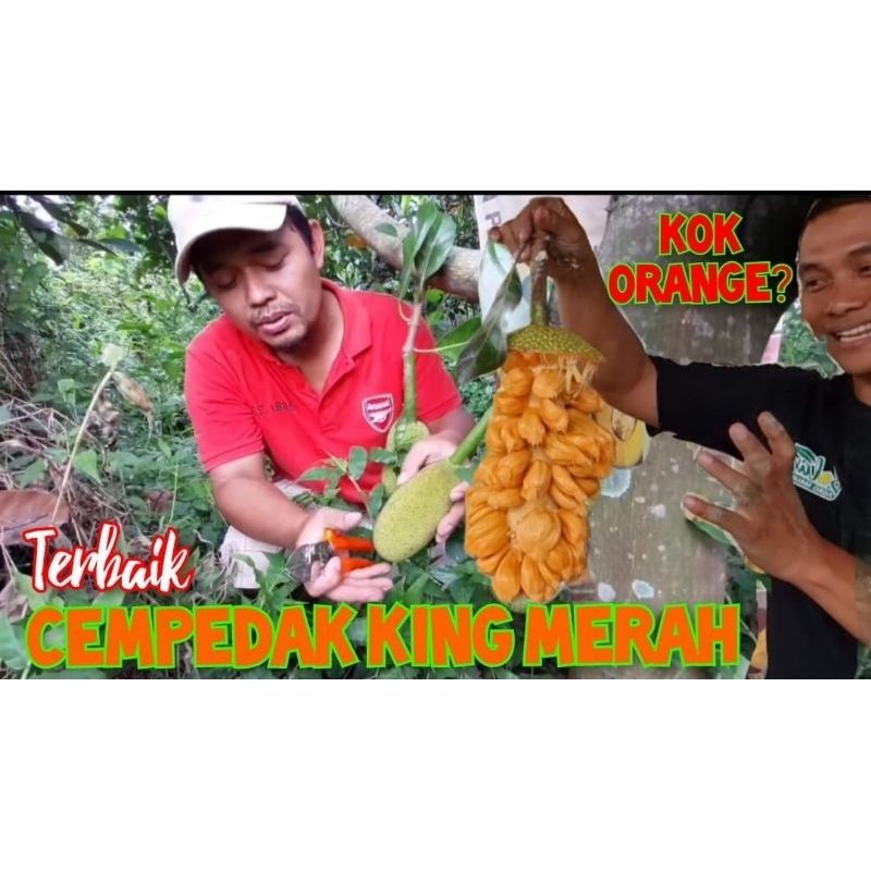 Jual BIBIT CEMPEDAK KING MERAH FULL MEDIA | Shopee Indonesia