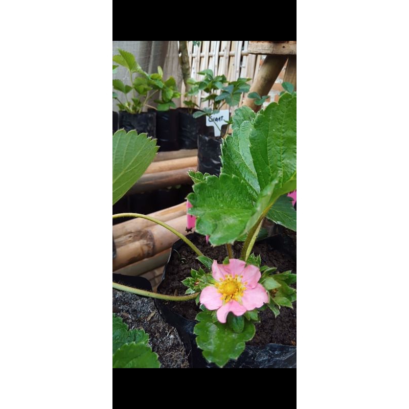 Jual bibit strawberry jenis merlan(bunga pink) | Shopee Indonesia