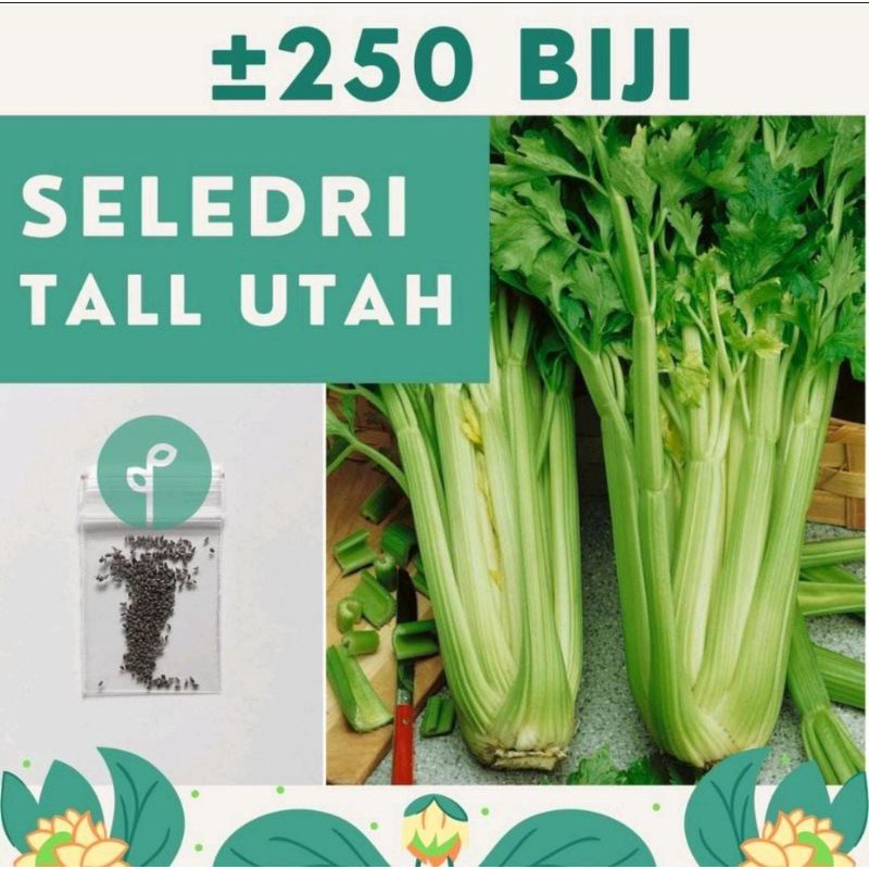 Jual GDN013 // +/- 250 Benih Bibit Seledri Batang Besar Tall Utah Benih ...