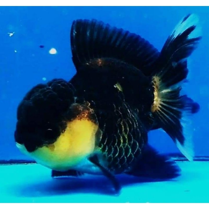 Jual Ikan Mas Koki Oranda Panda | Shopee Indonesia