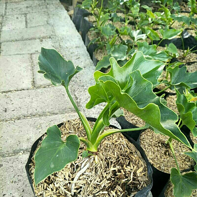 Jual tanaman jendron jary kecil | Shopee Indonesia