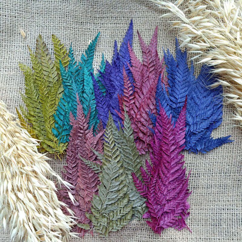 Jual Daun pakis kering bahan rustic bunga kering daun kering bahan ...