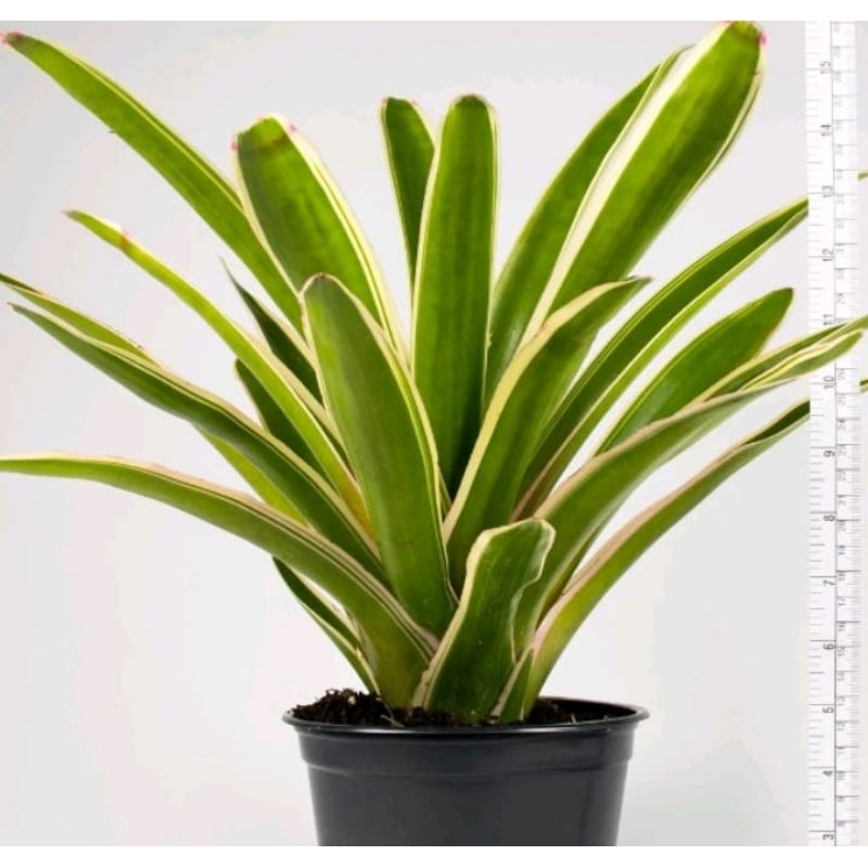 Jual Tanaman Hias BROMELIA HIJAU KUNING / Bossa Nova Bromeliad ...