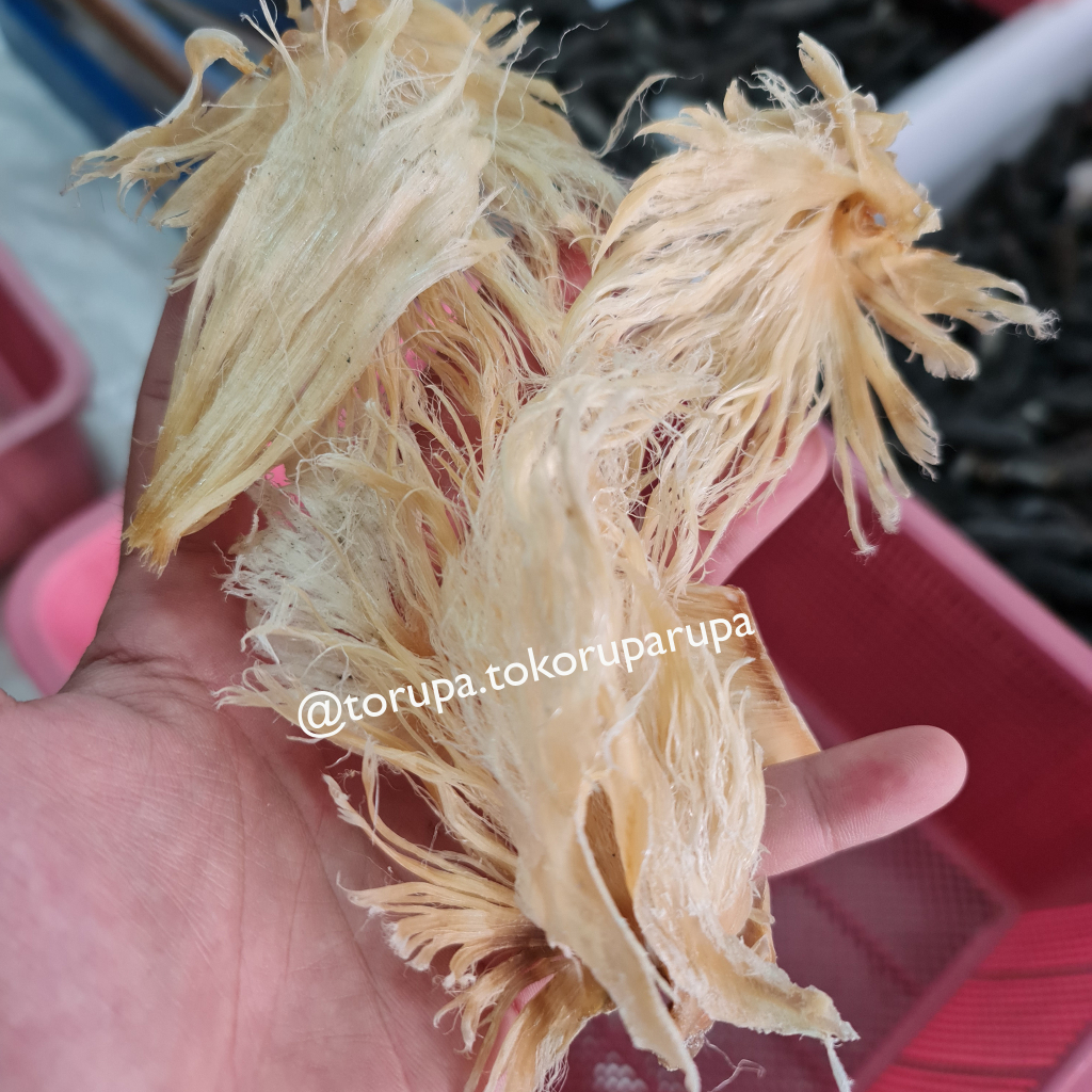 Jual Premium Hisit Kering 100 Gram / Hechi / Sirip Hiu / Sirip Ikan Hiu ...