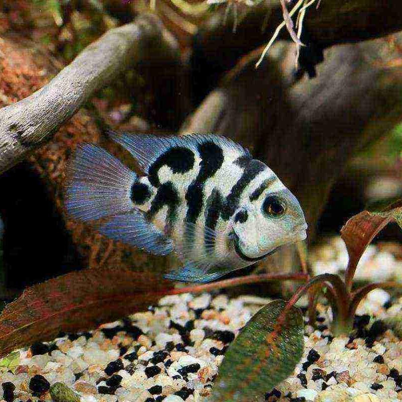 Jual IKAN HIAS POLAR BLUE PARROT CICHLID CONVICT HYBRID ZEBRA AIR ...