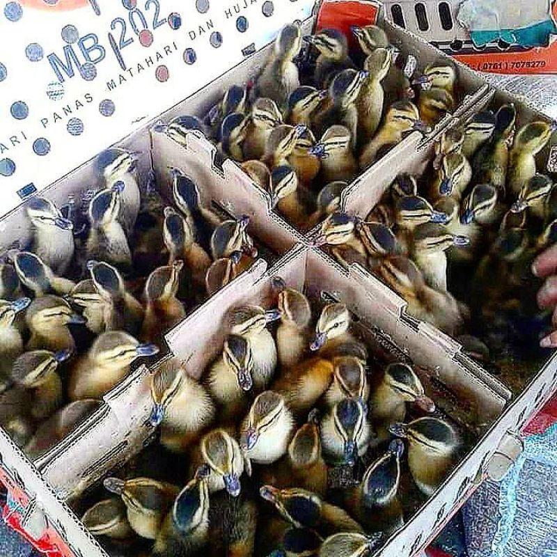 Jual ANAK BEBEK ALABIO 1 BOX ISI 102 EKOR - DOD BIBIT BEBEK KALIMANTAN ...