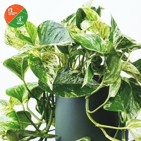 Jual bibit tanaman hias sirih belanda siri gading belanda | Shopee ...