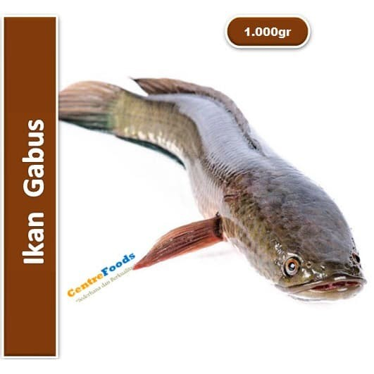 Jual Ikan Gabus Per Kg Terlengkap & Harga Terbaru Mei 2026 | Shopee ...