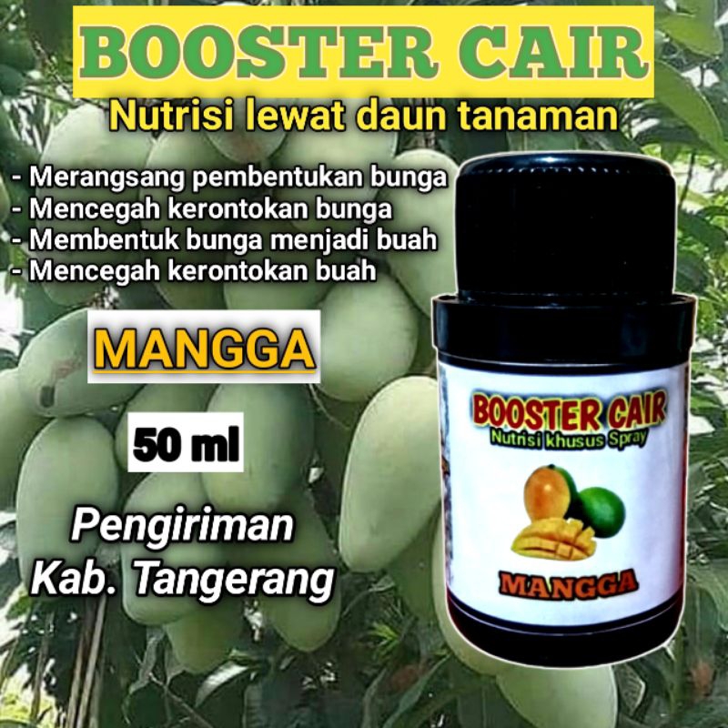 Jual Pupuk booster mangga perangsang bunga dan pelebat buah anti rontok 50 ml | Shopee Indonesia