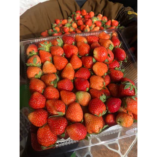 Jual StrawbeRRy 1 Kg Terlengkap & Harga Terbaru September 2024 | Shopee ...