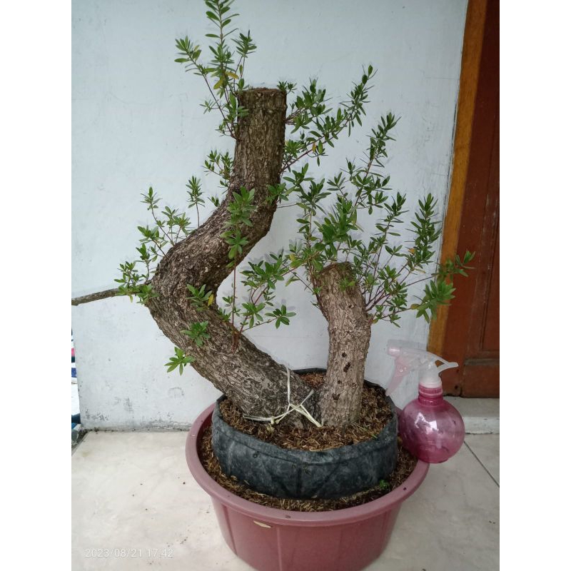 Jual Bahan Bonsai Santigi | Shopee Indonesia