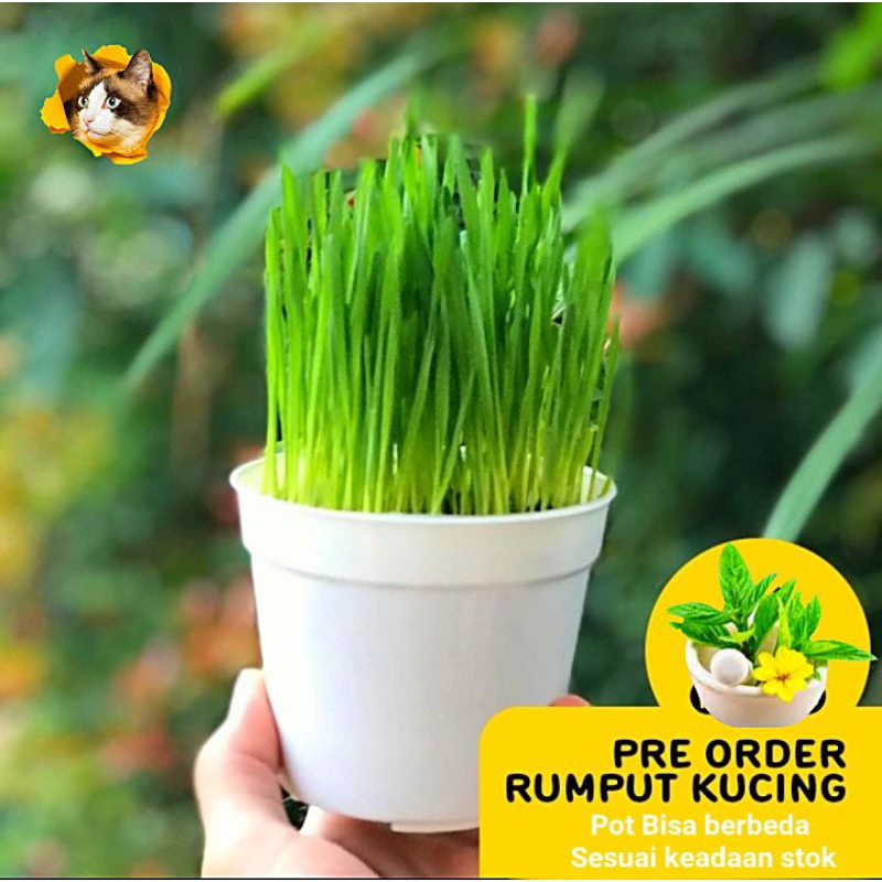 Jual Rumput Kucing Berprotein Siap Saji - Rumput Gandum Wheatgrass ...