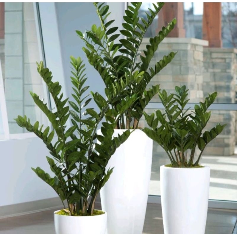 Jual Tanaman Hias Zamia dolar | Shopee Indonesia