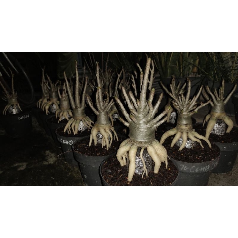 Jual Adenium arabicum hybrid akar emas somalen-akar gurita | Shopee ...