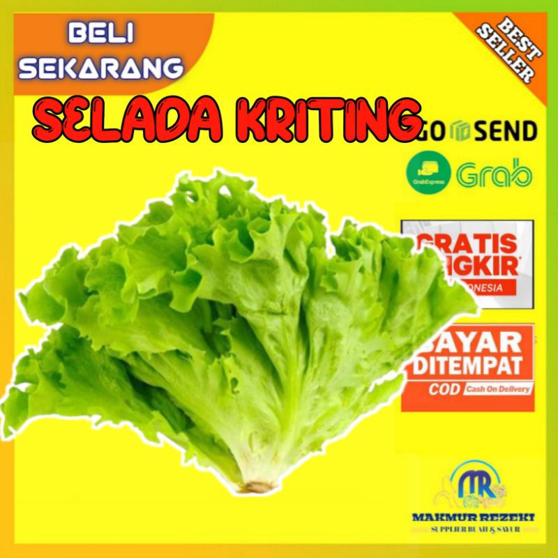 Jual selada kriting 500 gram | Shopee Indonesia