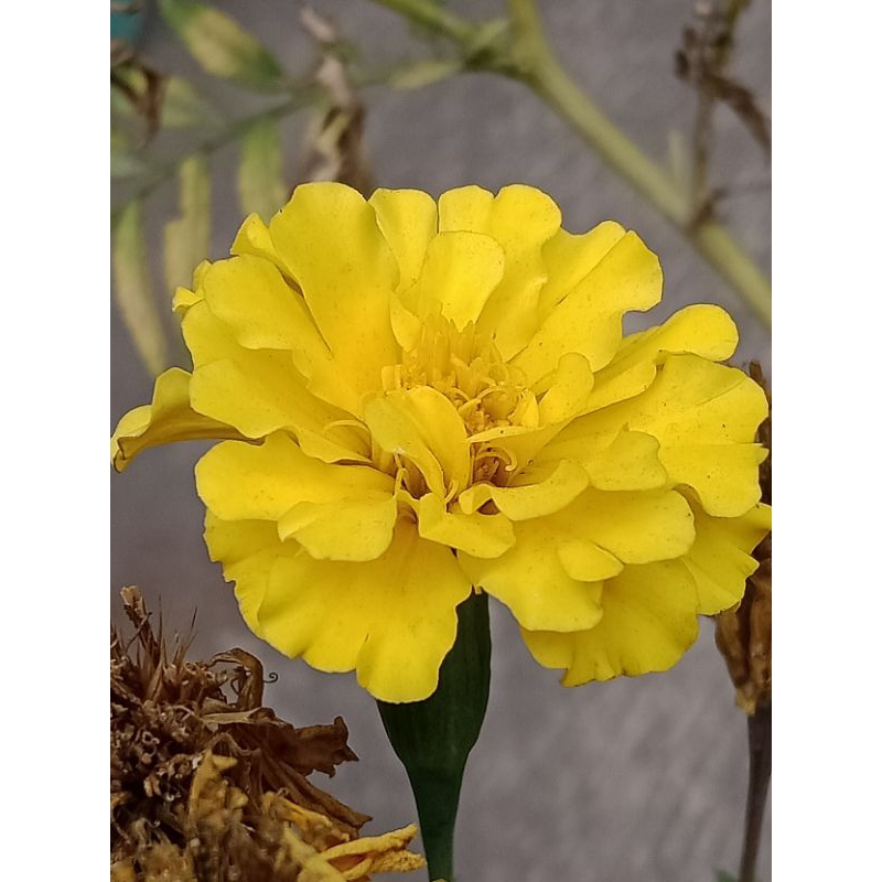 Jual Marigold kuning bunga mini ( biji ) | Shopee Indonesia