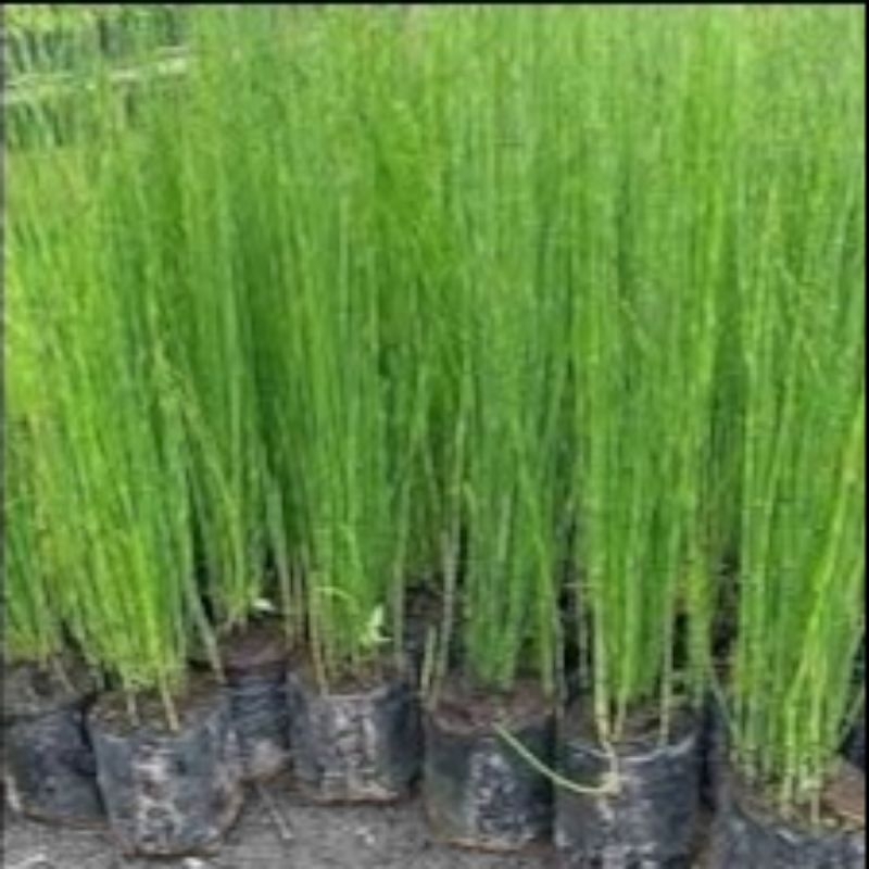 Jual Paket 1 Pcs Batang Tanaman air LIDI AIR BAMBU AIR | Shopee Indonesia