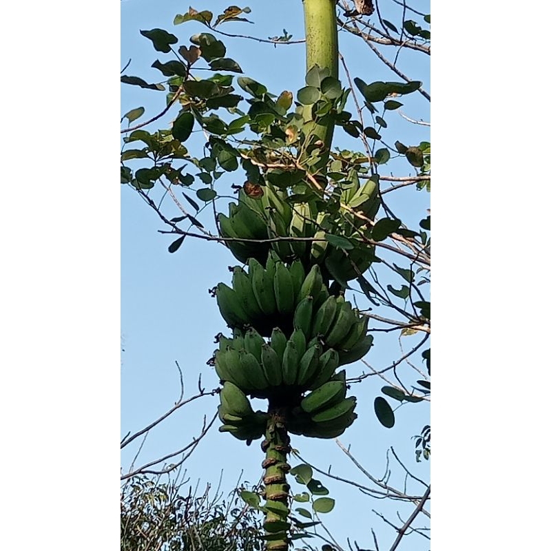 Jual Pisang segar 1kg pisang tonto/pelita/unyil | Shopee Indonesia