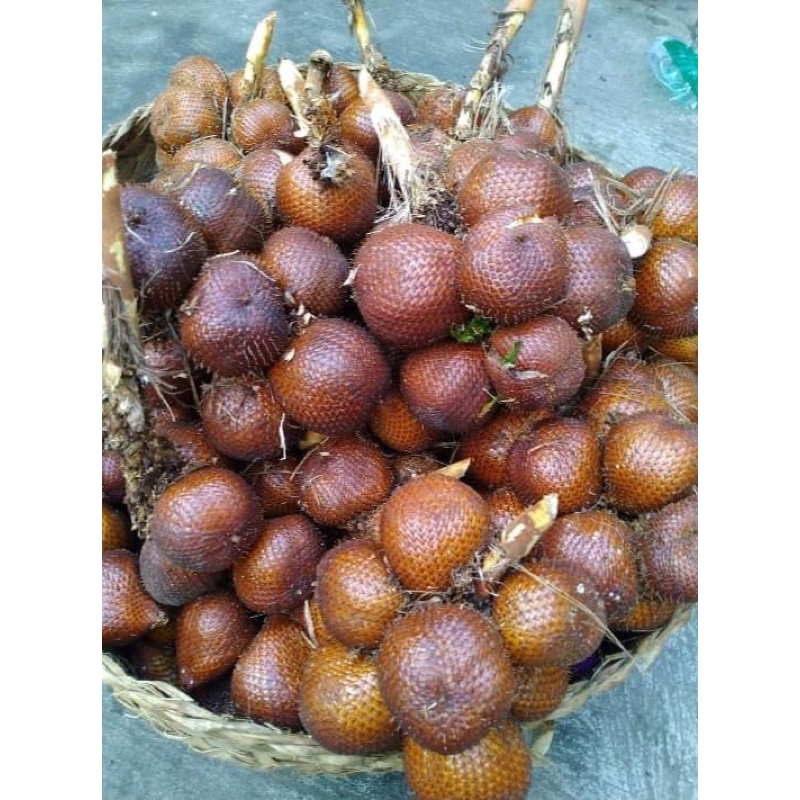 Jual Salak Gula Pasir Bali 1 kg Asli Bali Kualitas Super | Shopee Indonesia