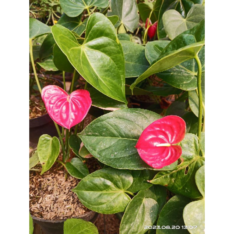 Jual Tanaman bunga anthurium merah | Shopee Indonesia