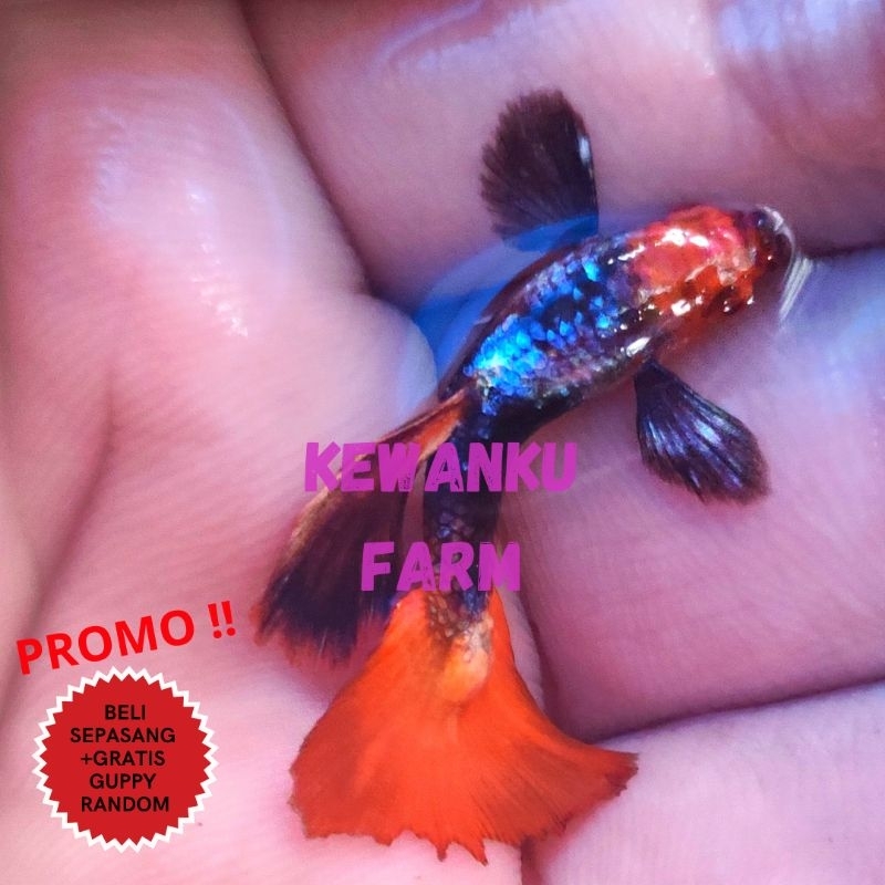 Jual Buku Gambar Guppy PRTDE Platinum Red Tail Dumbo Ear Koi Sepasang | Shopee Indonesia