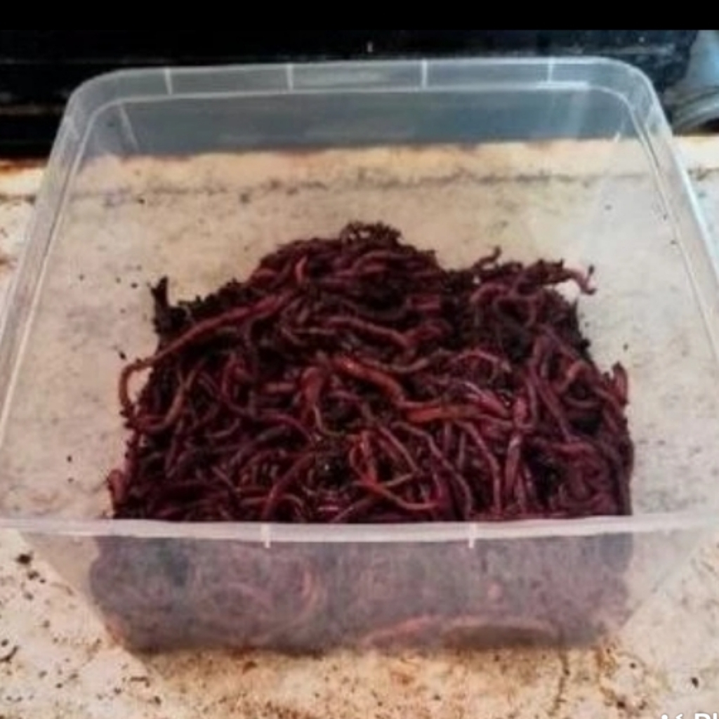 Jual Cacing tanah 100 gr plus mika pakan burung ikan Channa predator ...