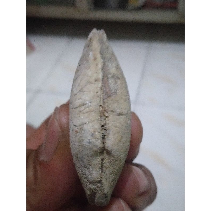 Jual batu fosil fossils stone posil kerang laut kijing bungkem asli ...