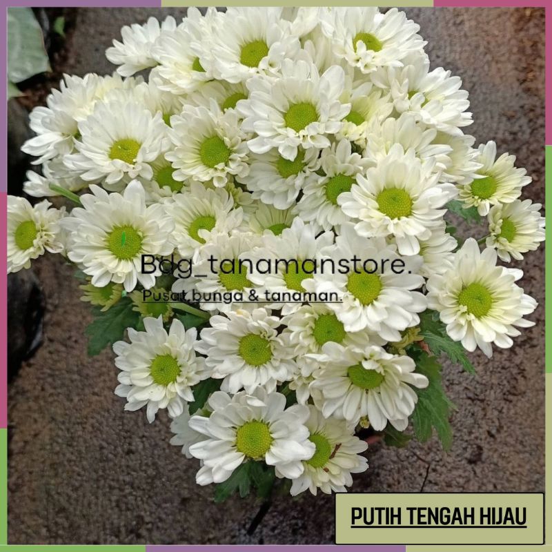 Jual TANAMAN BUNGA KRISAN SERUNI ASTER WARNA PUTIH TENGAH HIJAU ...