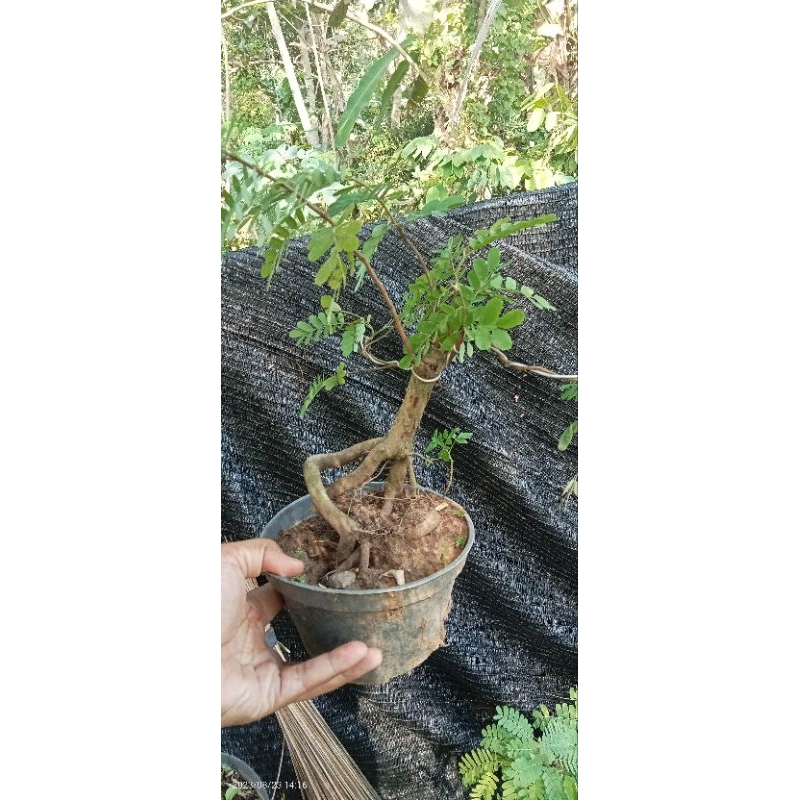 Jual bonsai asem jawa | Shopee Indonesia