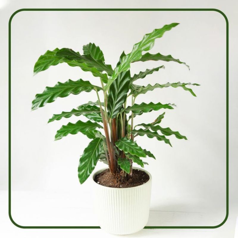 Jual Tanaman hias calathea rufibarba-calathea rufibarba-tanaman indoor ...