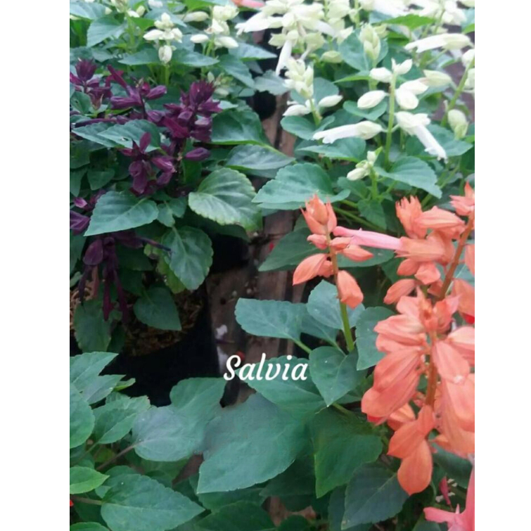Jual Jual Pohon Salvia | Bunga Salvia | Shopee Indonesia