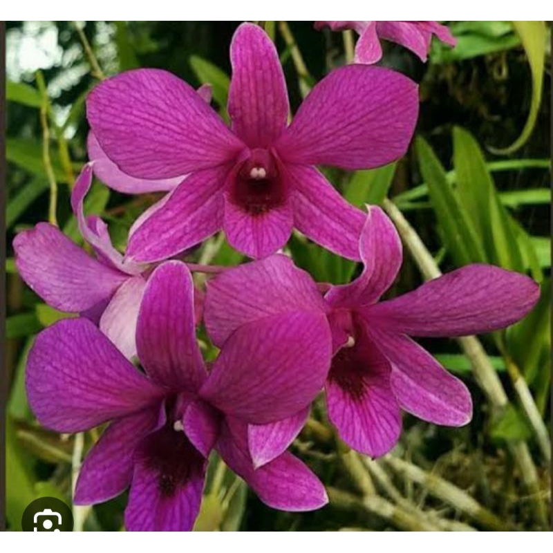 Jual CO live 16. anggrek dendrobium jadul | Shopee Indonesia