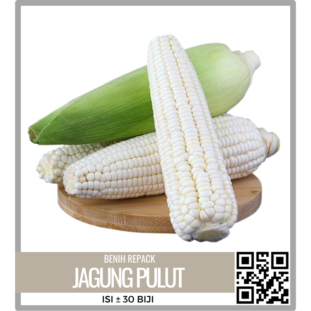 Jual BENIH BIBIT JAGUNG PULUT PUTIH KEMASAN REPACK ISI PULUHAN KEMASAN ...